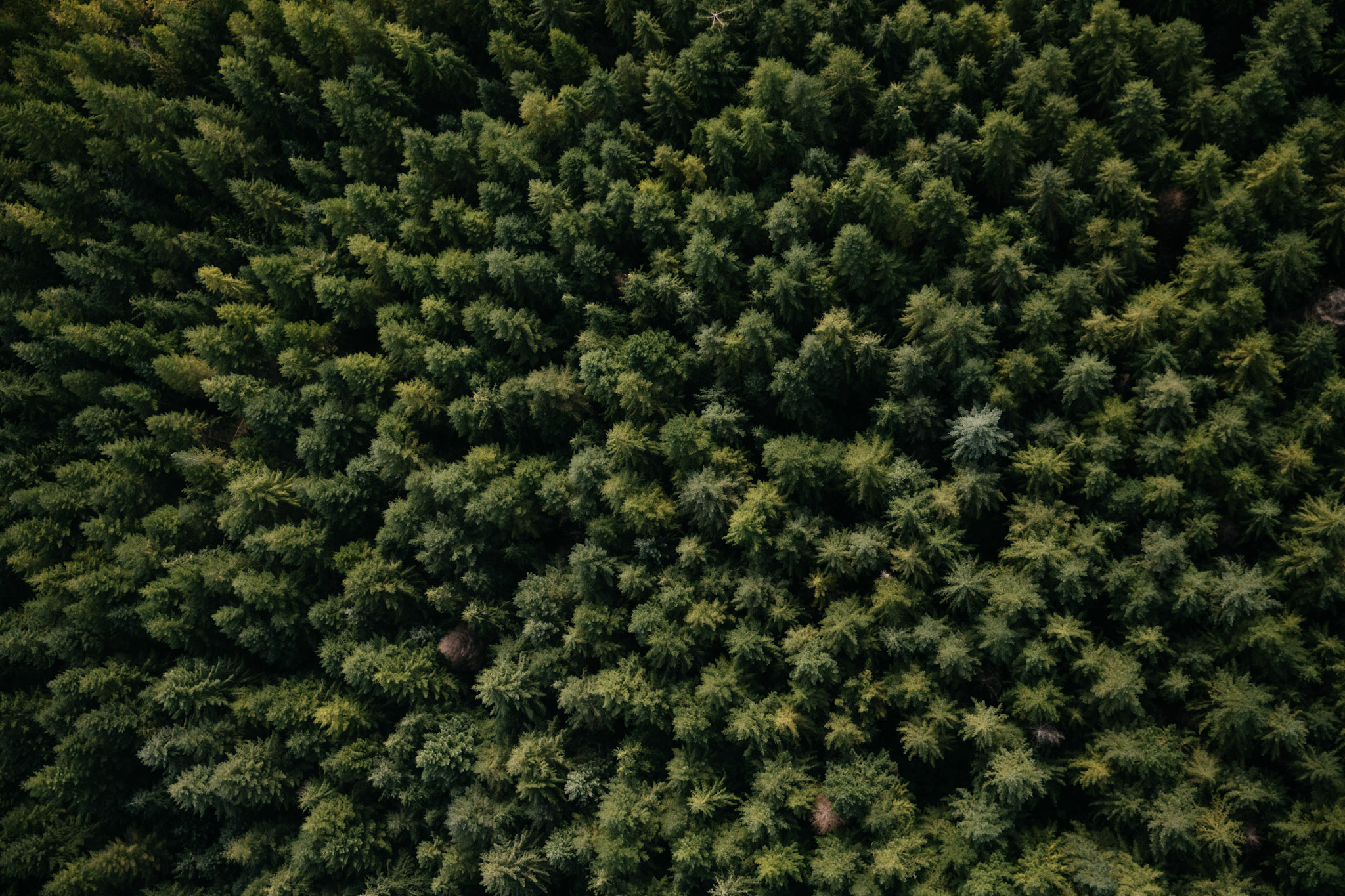 Why Evergreen Trees Feel So Timeless in the Holiday Season | Tofino ...